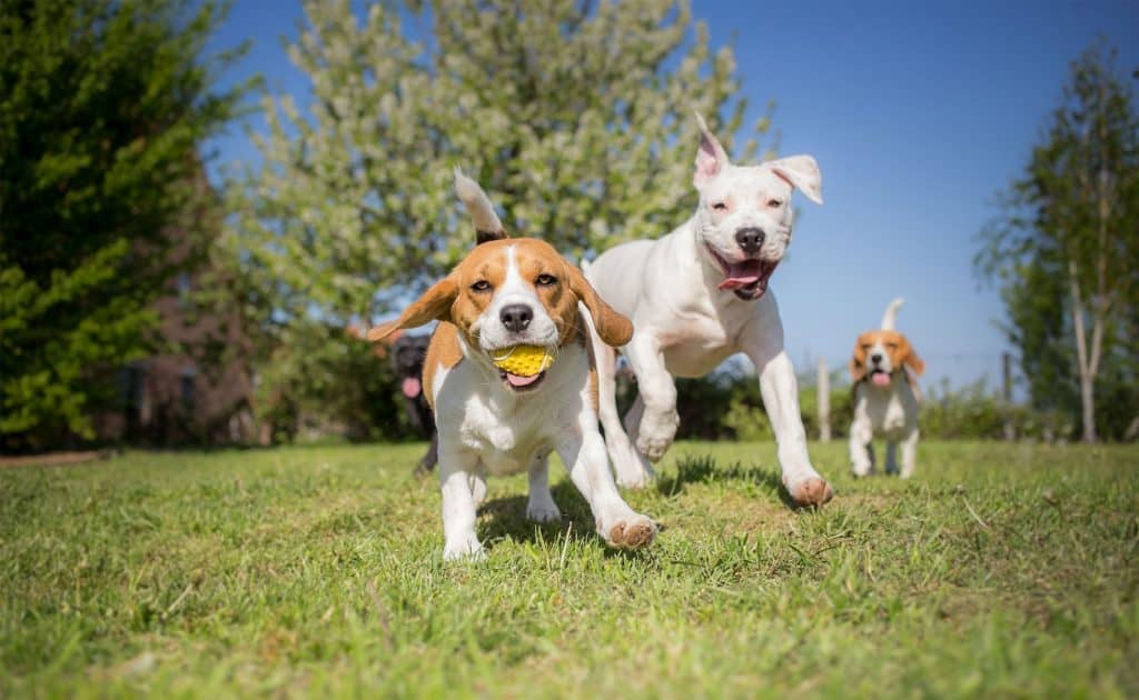 Dog Walking - York Professional Pet Sitting and Dog Walking